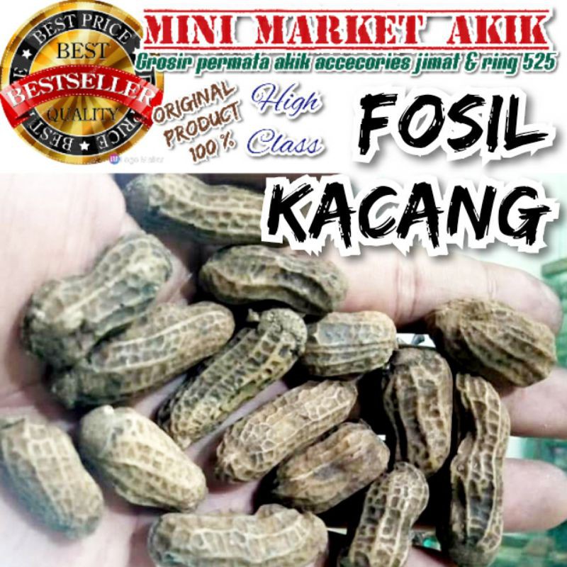 Jual Antikan fo sil batu kacang tanah barang antik | Shopee Indonesia Jual Antikan fo sil batu kacang tanah barang antik | Shopee Indonesia