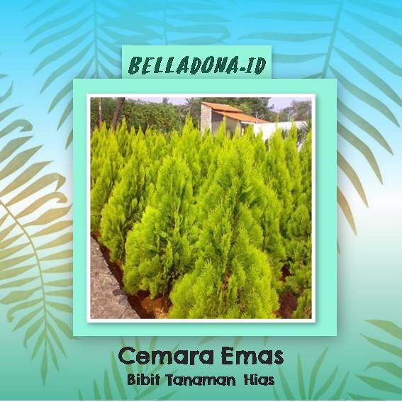 Jual Cemara Emas | Shopee Indonesia