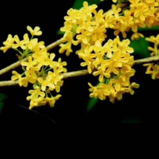Jual teh bunga osmanthus/Osmanthus Tea Flower. Harum sekali.. | Shopee ...