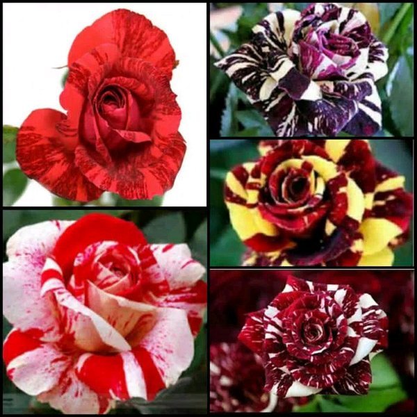 Jual MAWAR CANDY (BATIK) | Shopee Indonesia