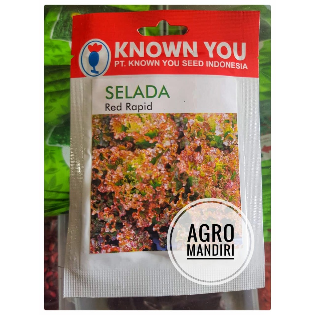Jual Benih Bibit Selada Merah Red Rapid isi 5 gram Known You Seed | Shopee Indonesia