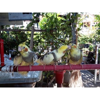 Jual Burung Falk / Parkit Australia Super Jinak Usia 1 Bulan | Shopee ...