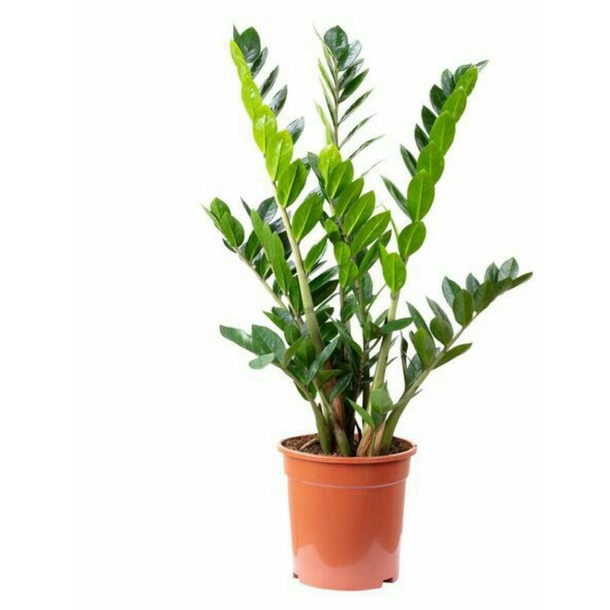 Jual tanaman hias zamia/zamioculcas/zamiofollia | Shopee Indonesia