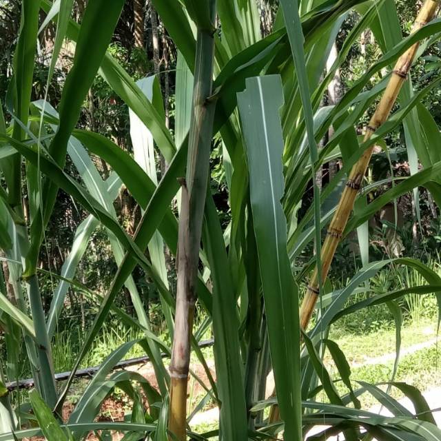 Jual JUAL TEBU KUNING BBIT MURAH | Shopee Indonesia