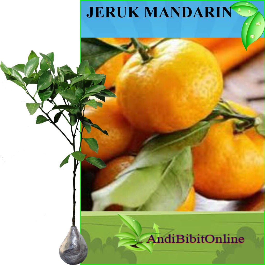 Jual Tanaman Jeruk Mandarin (Tinggi 40-60 cm) | Shopee Indonesia