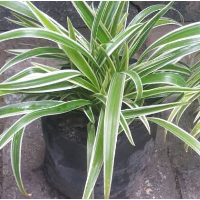 Jual TANAMAN BULU AYAM /Lili | Shopee Indonesia