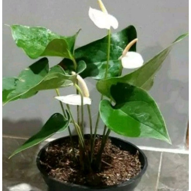 Jual Tanaman Hias Anthurium Micky Mouse Bunga Putih - Tanaman Hias ...