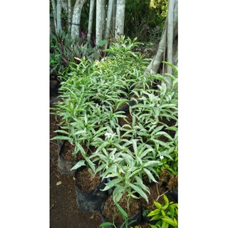 Jual Rombosa Putih / Rombosa Silver / Rombosa daun lebar / Rombusa ...