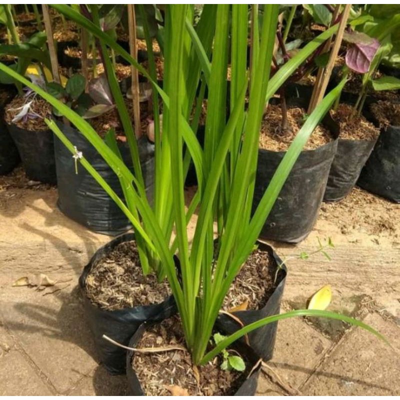 Jual BIBIT TANAMAN JERINGAU ATAU DLINGO | Shopee Indonesia