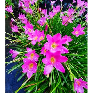 Jual paket 3 warna umbi tanaman rain lily bunga kuning putih pink/BUNGA ...