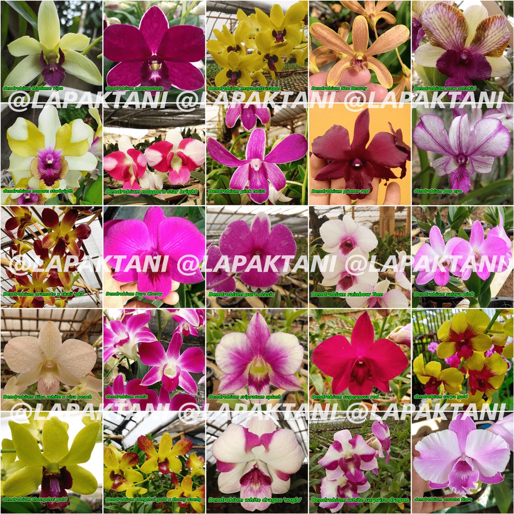 Jual Anggrek Dendrobium usia 6-7 bulan Seedling | Shopee Indonesia