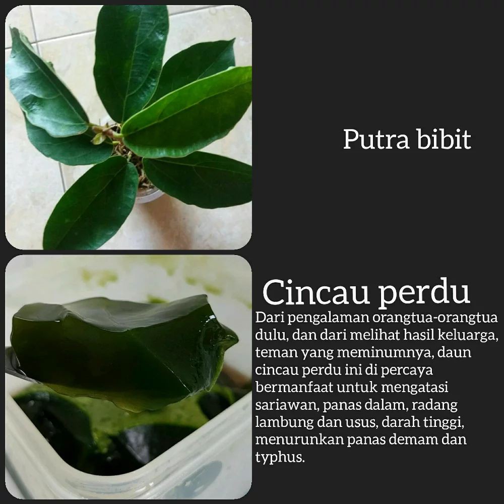 Jual Bibit Daun Cincau Hijau Perdu - Tanaman Herbal Bahan Cincau Hijau ...