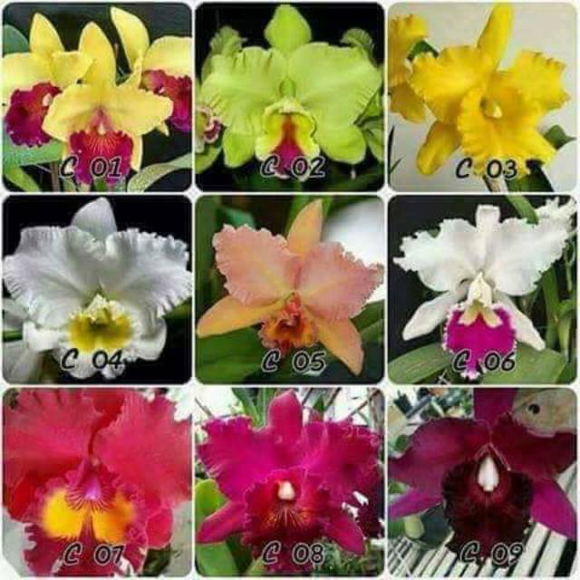 Jual JUAL BIBIT ANGGREK CATTLEYA HYBRID KONDISI DEWASA | Shopee Indonesia