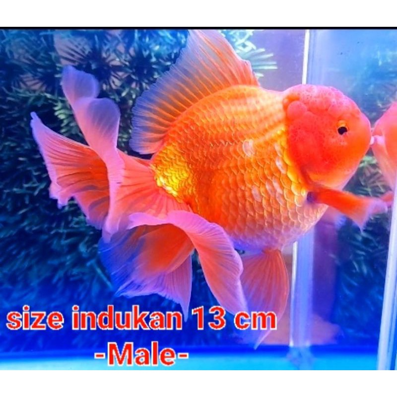 Jual Ikan mas koki ORANDA RW Indukan SUPER | Shopee Indonesia