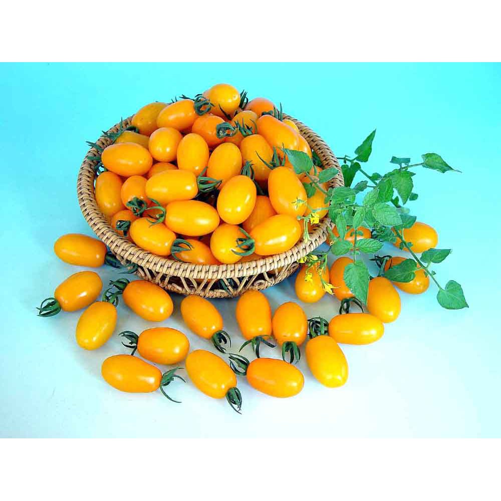 Jual Benih / Biji / Seed Tomat Mini F1 Golden Sweet Tomato Cherry Known ...