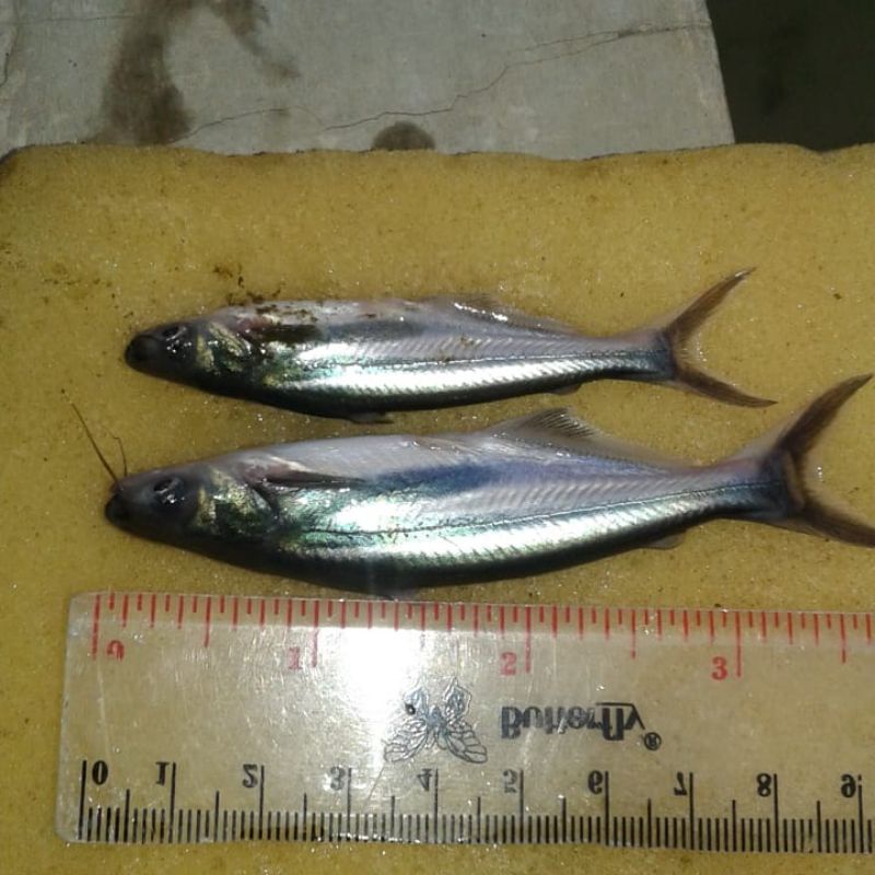 Bibit ikan patin ( Bekasi ) | Shopee Indonesia