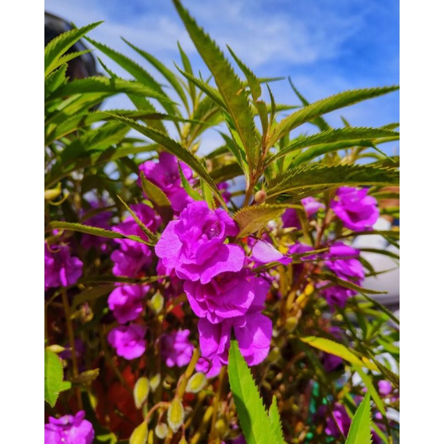 Jual Tanaman hias pacar air bunga ungu / kembang kuburan ungu ...