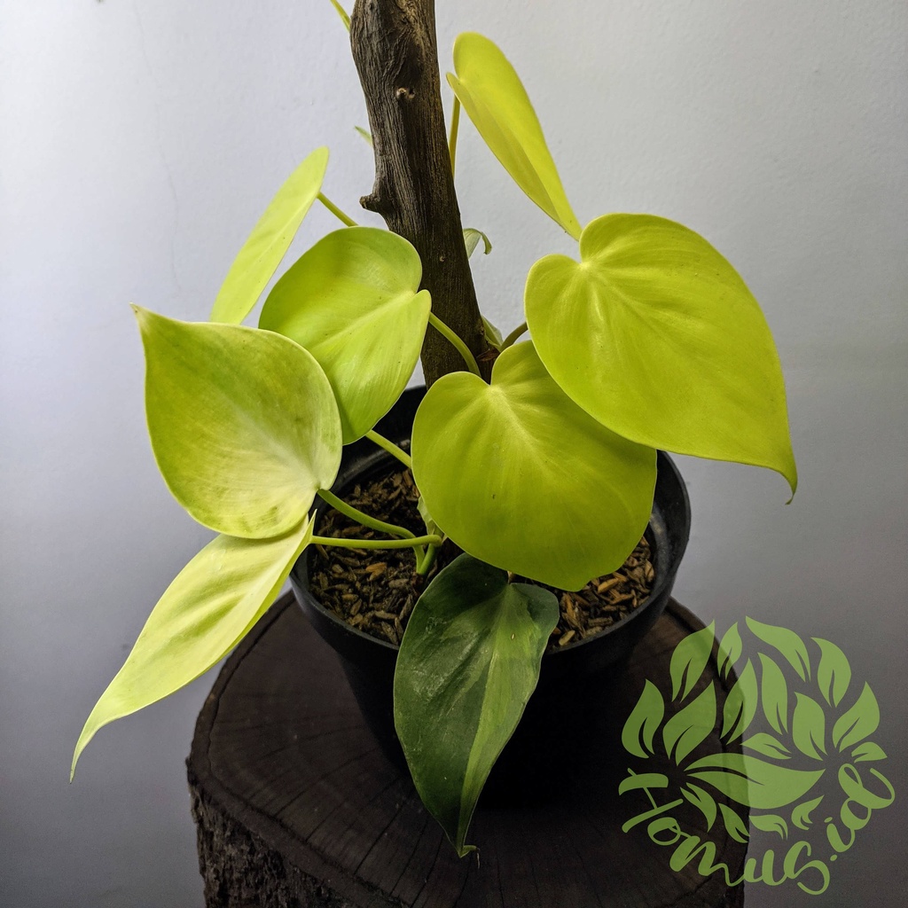 Jual Philodendron cordatum lemon / tanaman hias philo lemon | Shopee ...
