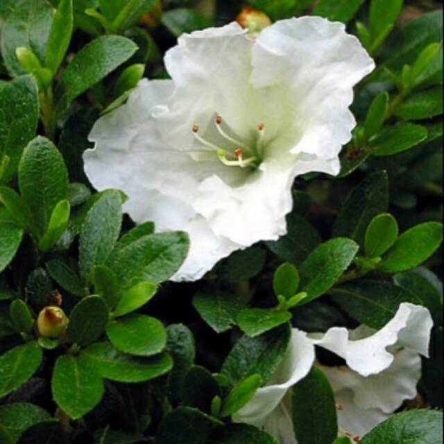 Jual Tanaman Azalea Putih 350g | Shopee Indonesia