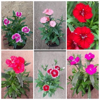 Jual Tanaman Hidup Bunga Hias DIANTHUS - Bunga Anyelir (Berbunga ...