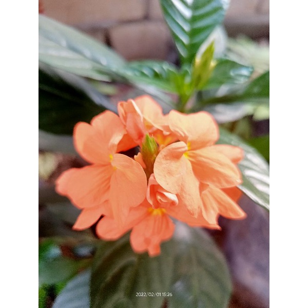 Jual Bunga kaca piring melati Orange Cantik | Shopee Indonesia