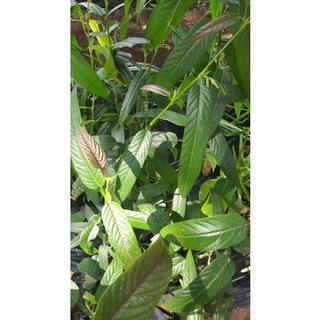 Jual Tanaman Obat Daun Duduk~Ki congcorang~Genteng jangkeng ~Gulu ...