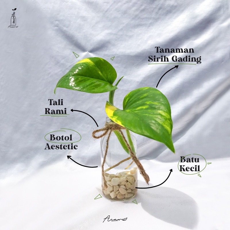 Jual Botol dan Tanaman Aesthetic | Tanaman Hias | Tanaman Air | Botol ...