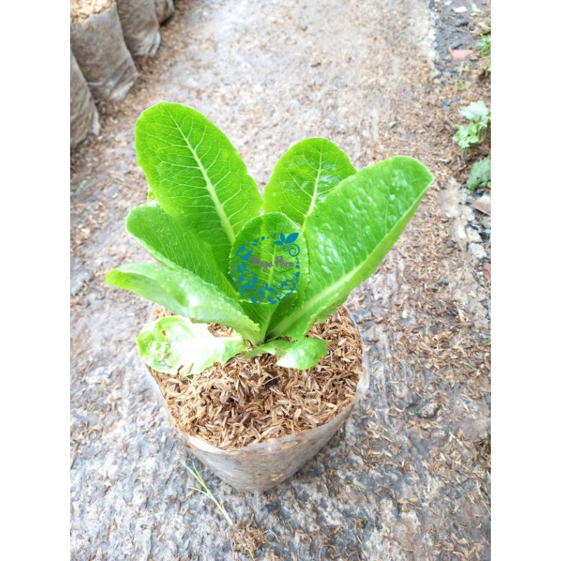 Jual Tanaman Selada Romaine Romen Lettuce Bibit Sayuran Salad Lactuca ...