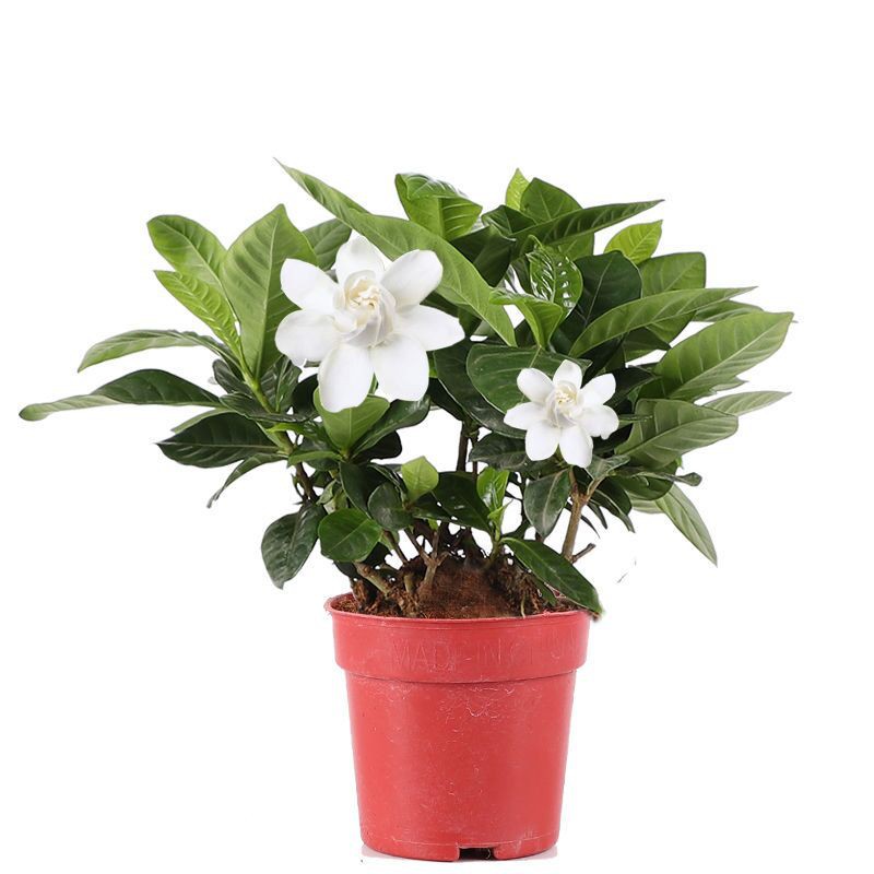 Kumpulan 23+ Tanaman Bunga Dalam Pot Kecil Super Keren - Informasi ...