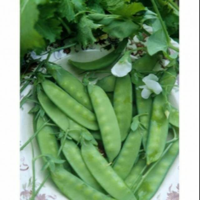 Jual PICKNFRESH Sayur Arcis | Shopee Indonesia