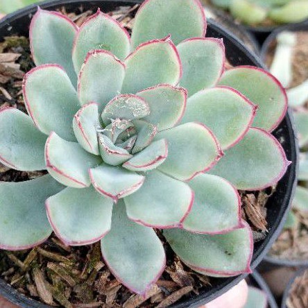 Jual sculen echeveria pulidonis tanaman hias sesuai gambar | Shopee ...