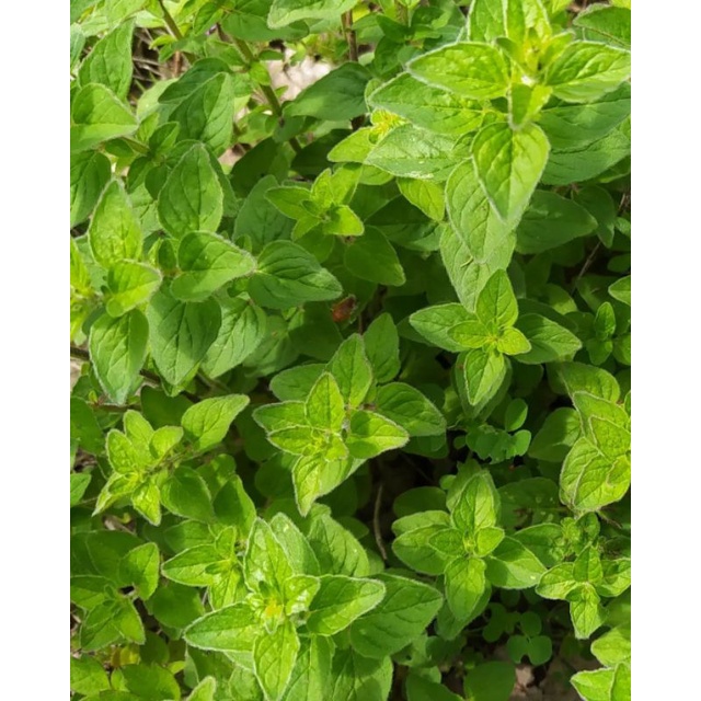Jual Bibit herbal Daun Oregano Origano / rempah Ore Gano / bumbu ori ...