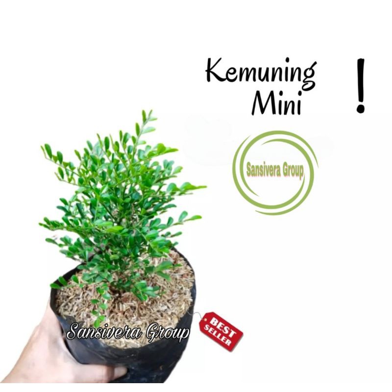 Jual Tanaman Kemuning Mikro mini / kemuning micro | Shopee Indonesia