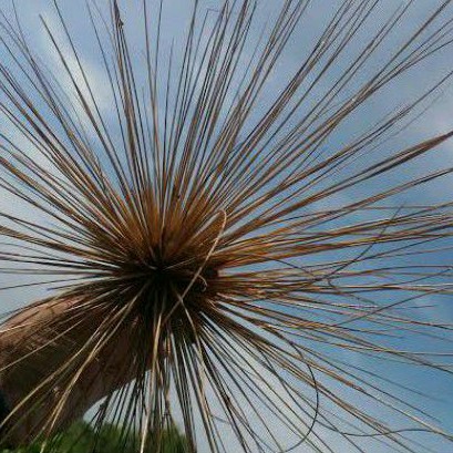 Jual 3 bunga Spinifex longifolius, Rumput lari / Rumput angin, rumput ...