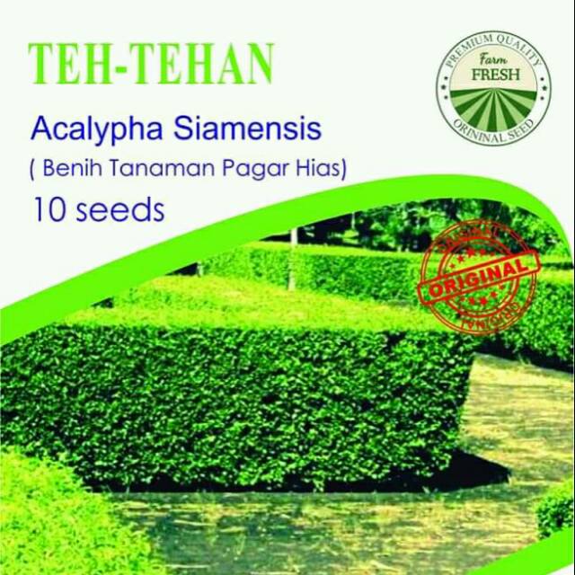 Jual TEH-TEHAN Acalypha siamensis isi 10 biji | Shopee Indonesia