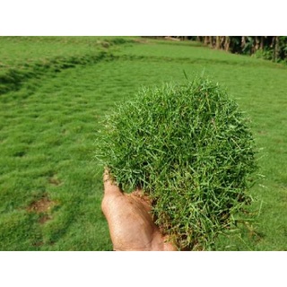 Jual Tanaman hias rumput jepang/peking 20x20cm cocok untuk makam ...