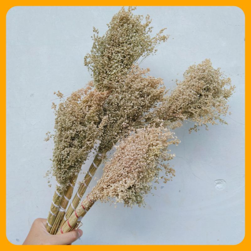 Jual WILDERY GRASS / BUNGA KERING | Shopee Indonesia