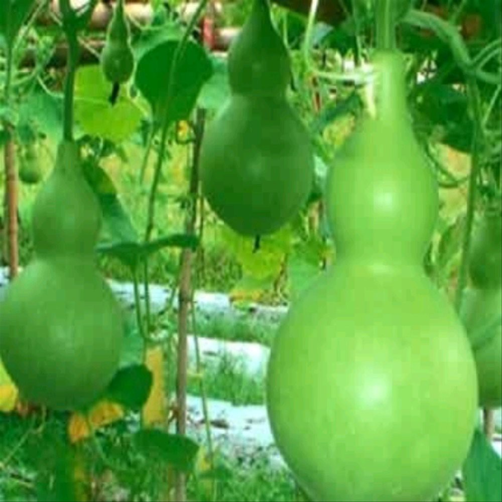 Jual PAKET ISI 5 Benih biji sayur labu gucci /labu botol BOTTLE GOURD ...