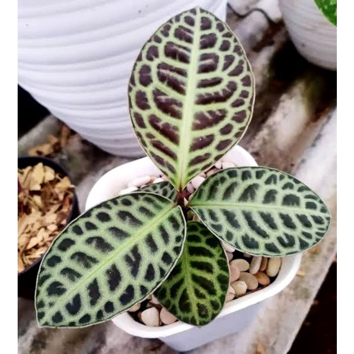 Jual Labisia turtle back / Labisia kura kura (rawatan) | Shopee Indonesia