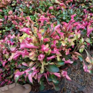 Jual Tanaman krokot merah - krokot merah - Indonesia|Shopee Indonesia