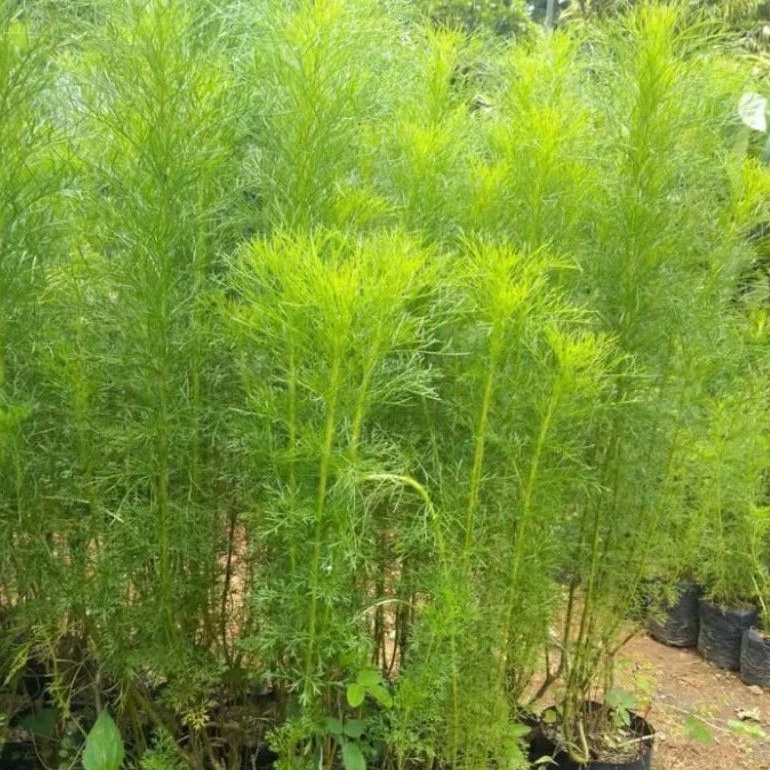 Jual Tanaman pagar elegant feather pohon Adas hutan Indonesia|Shopee ...