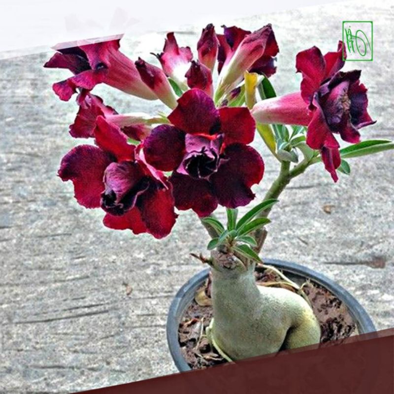 Jual Kamboja jepang adenium tumpuk warna merah sudah berbunga | Shopee ...