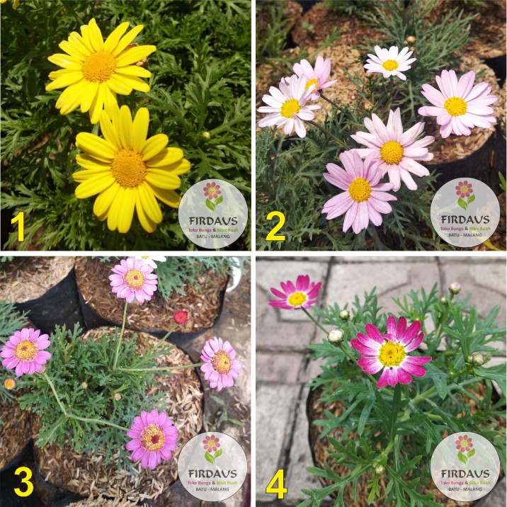 Simak! 38+ Tanaman Bunga Cosmos yang Mantul! - Informasi Seputar ...