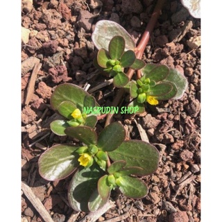 Jual DAUN KROKOT SEGAR / DAUN GELANG BIASA LANGSUNG PETIK / PORTULACA ...