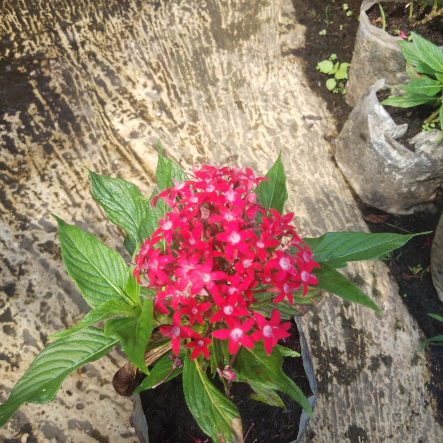 Jual bunga pentas merah tanaman hias | Shopee Indonesia Jual bunga pentas merah tanaman hias | Shopee Indonesia