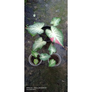 Jual Cat Tumpah | Shopee Indonesia