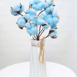 Jual Bunga kapas pertangkai/ dried flower/ bunga kapas warna/ bunga ...