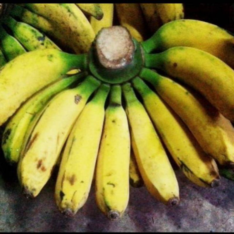 Jual pisang raja bulu | Shopee Indonesia
