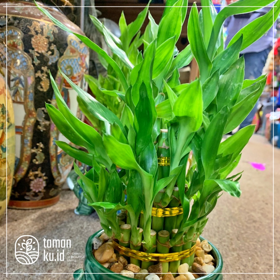 Jual Bambu Hoki Bambu Rejeki Pohon Keberuntungan Bambu Hoky 5 Tingkat ...