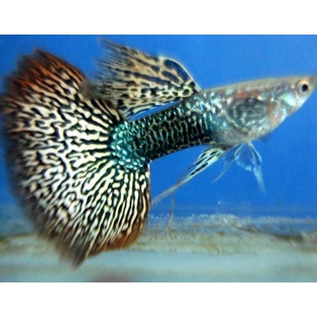 Jual IKAN GUPPY DRAGON (1 PASANG) | Shopee Indonesia